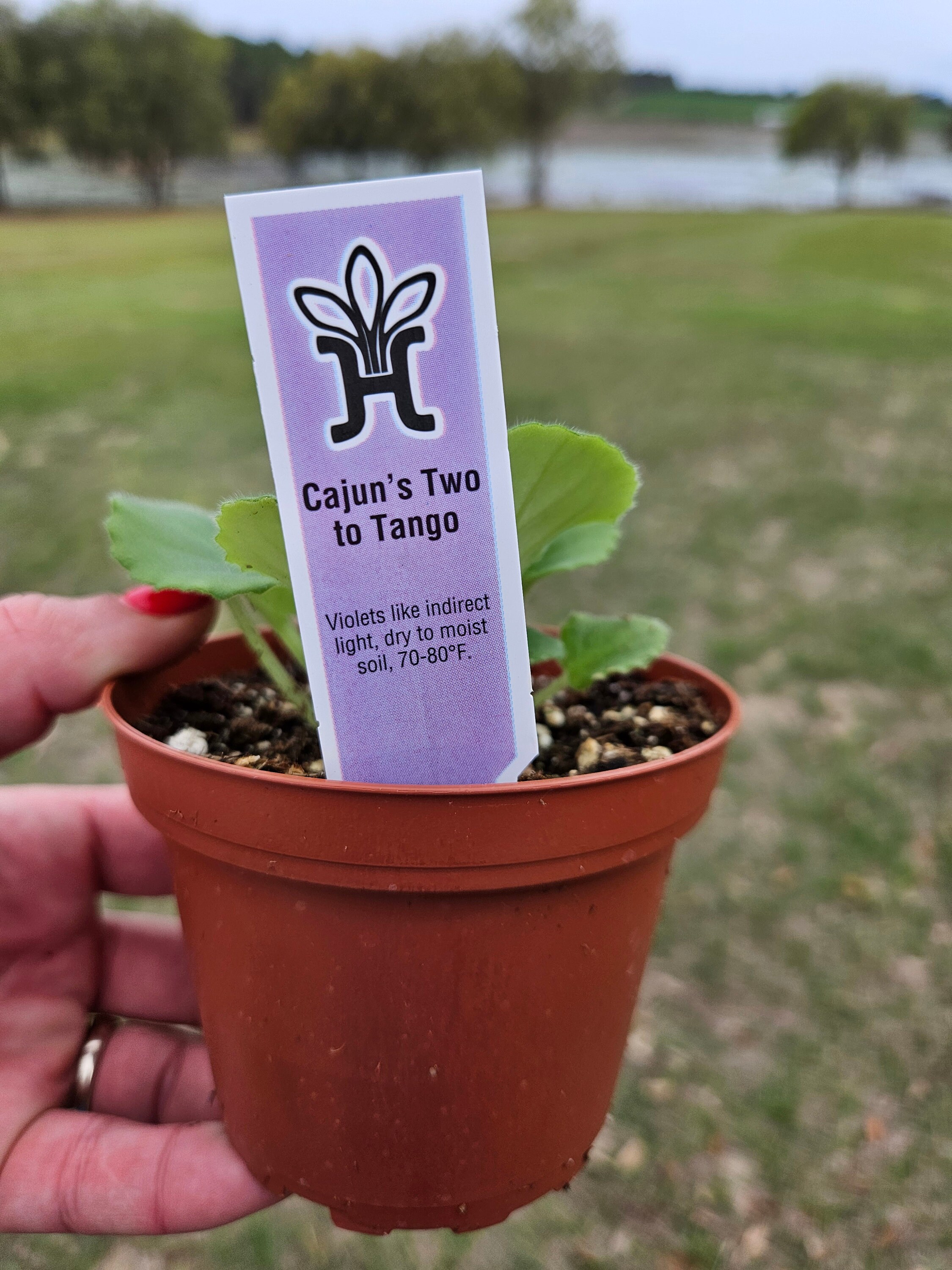Cajuns Two to Tango African Violet Live Plant, Young Pre-finished ...