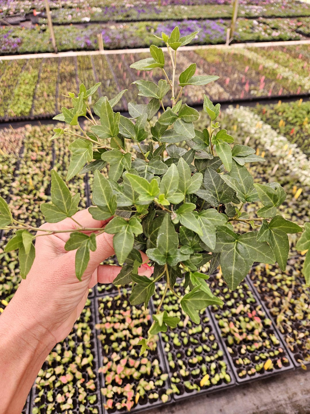 English Ivy "shamrock" Hedera Helix, Live Ivy Plant | 2 Plants Required ...