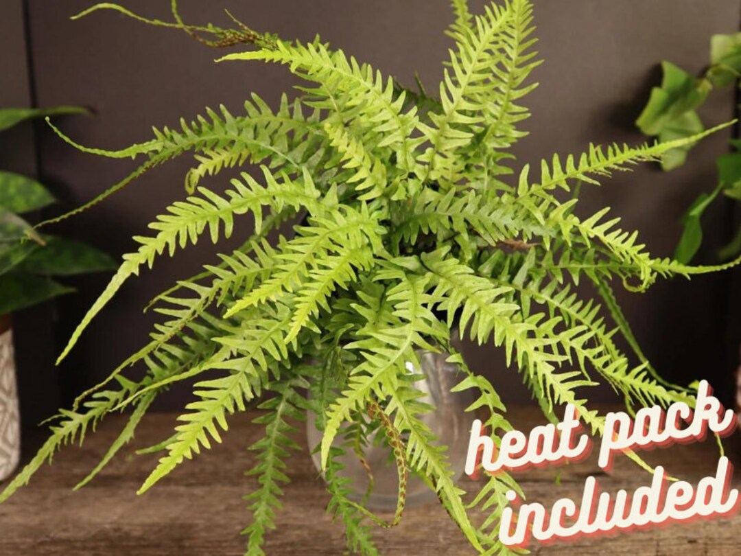 Fern Plant, Dragon's Tail Fern in a Miniature 2 Pot, Asplenium ...