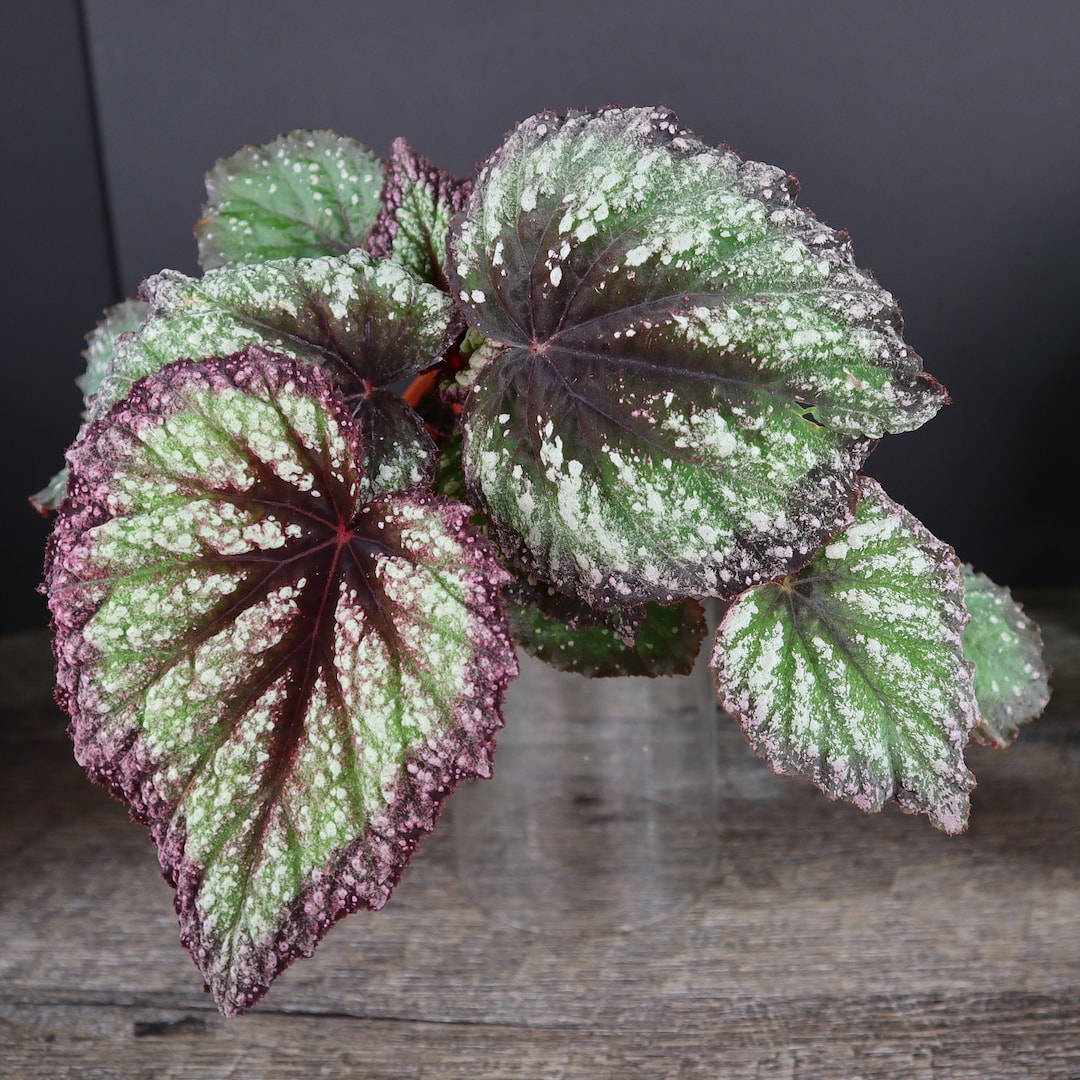 Firework Rex Begonia Plant in a 5" Pot, Variegated Purple Live Plant ...