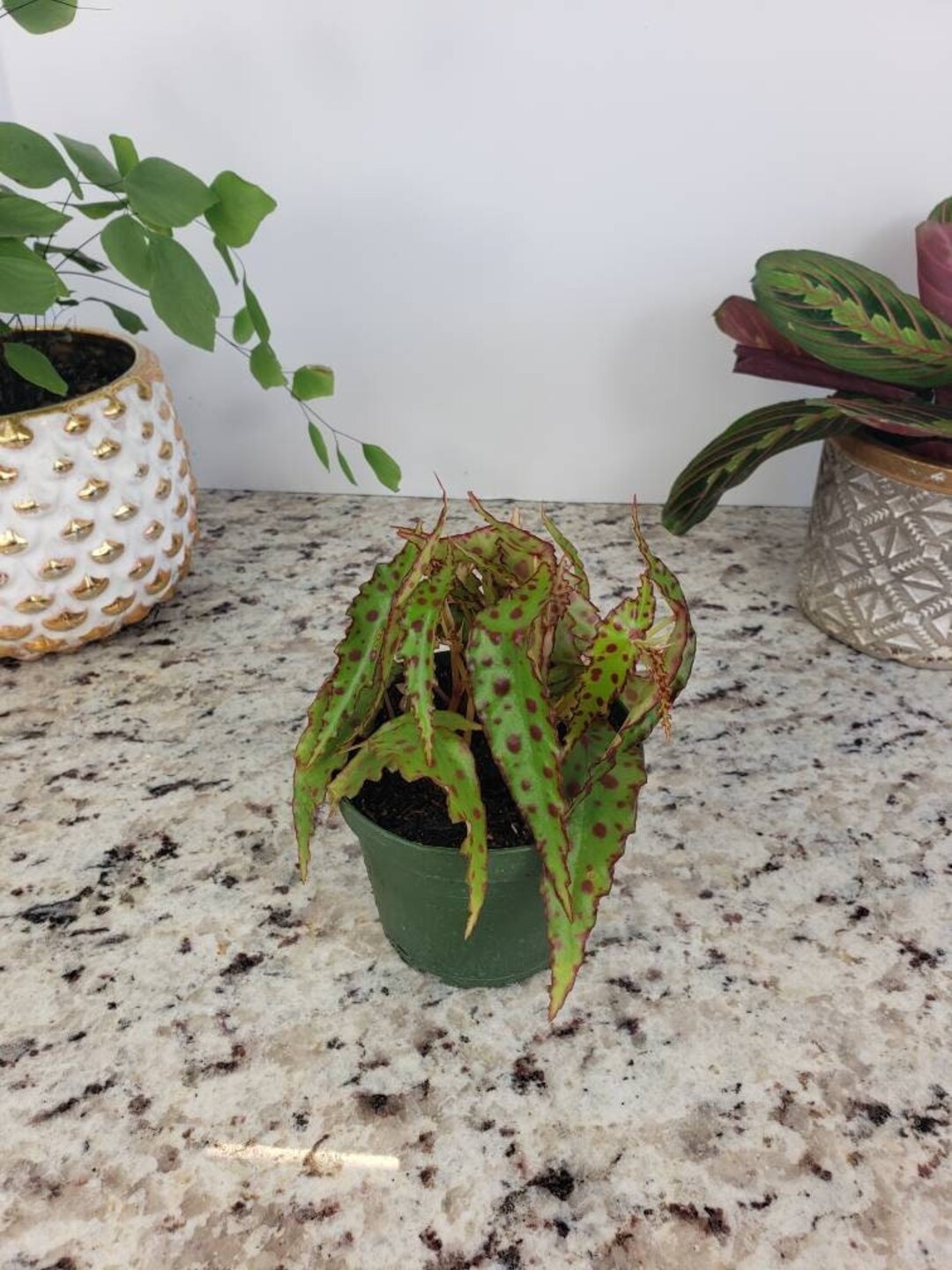 Live Begonia Plant Amphioxus 4" Pot, Red Spotted Begonia Plant, Red ...