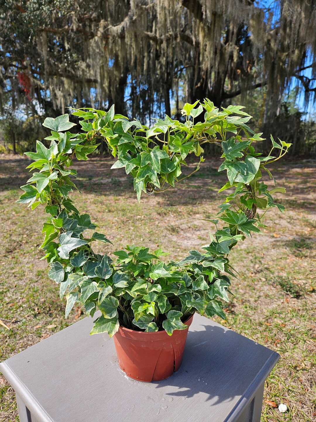 Heart Shape English Ivy Topiary, Live Plant in a 6" Pot. Variegated ...