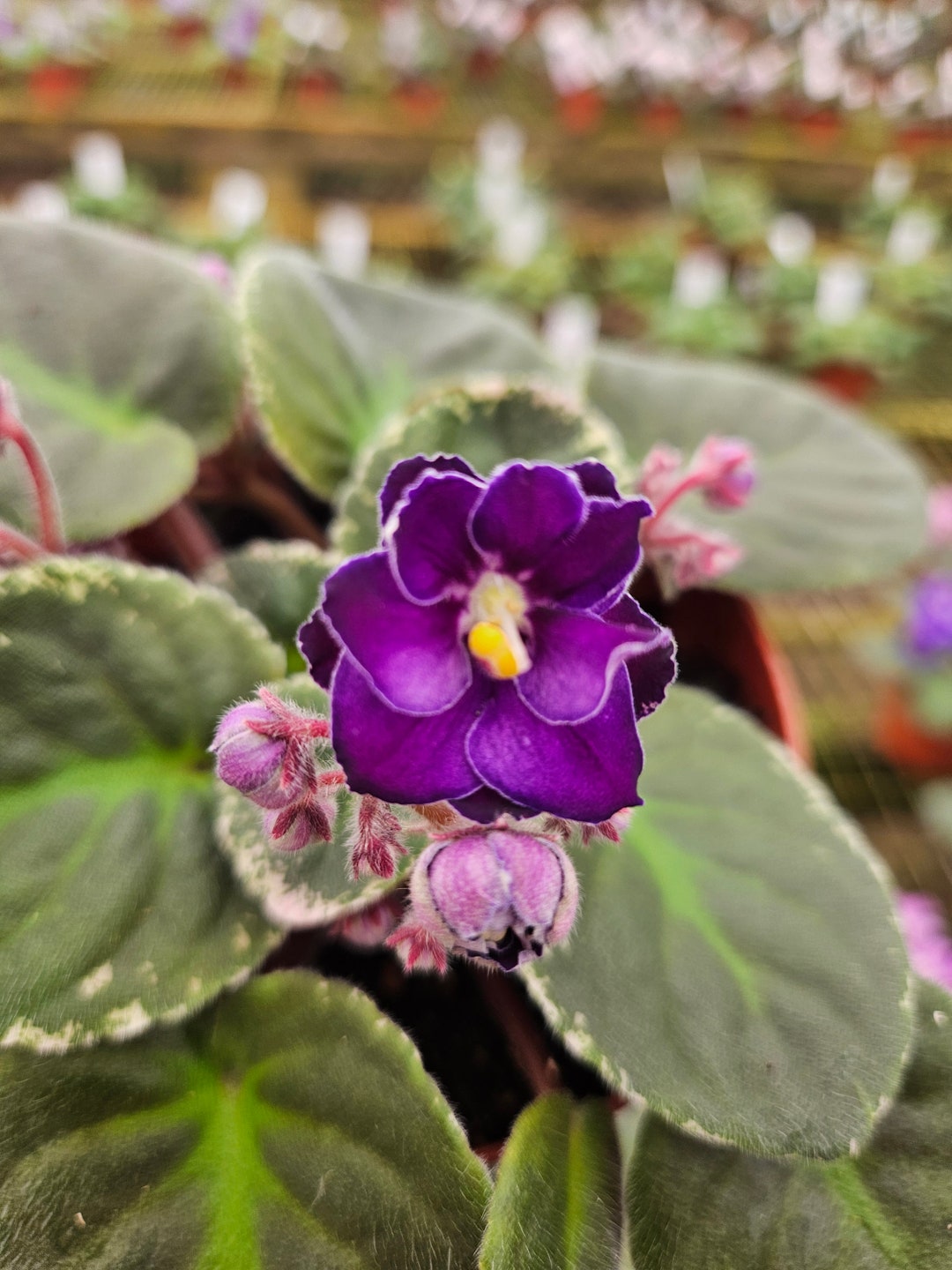 Buckeye Easy Lovin' African Violet Live Plant, Young Starter in a 4 ...