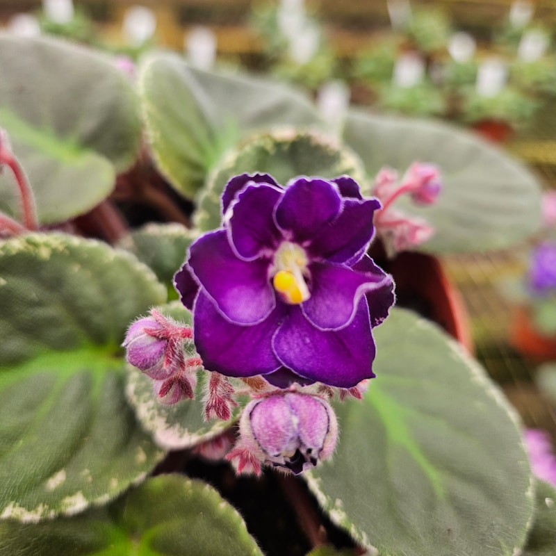 Mini African Violet Leaf - Etsy