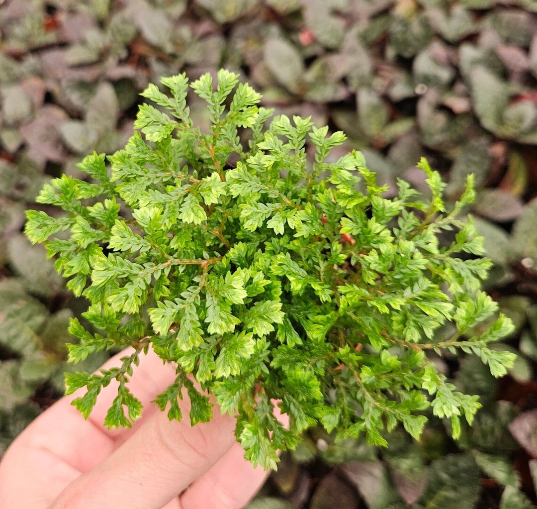 Avatar Moss Live Moss, Queen of Siam Moss in a Miniature 2" Pot *2 Item ...