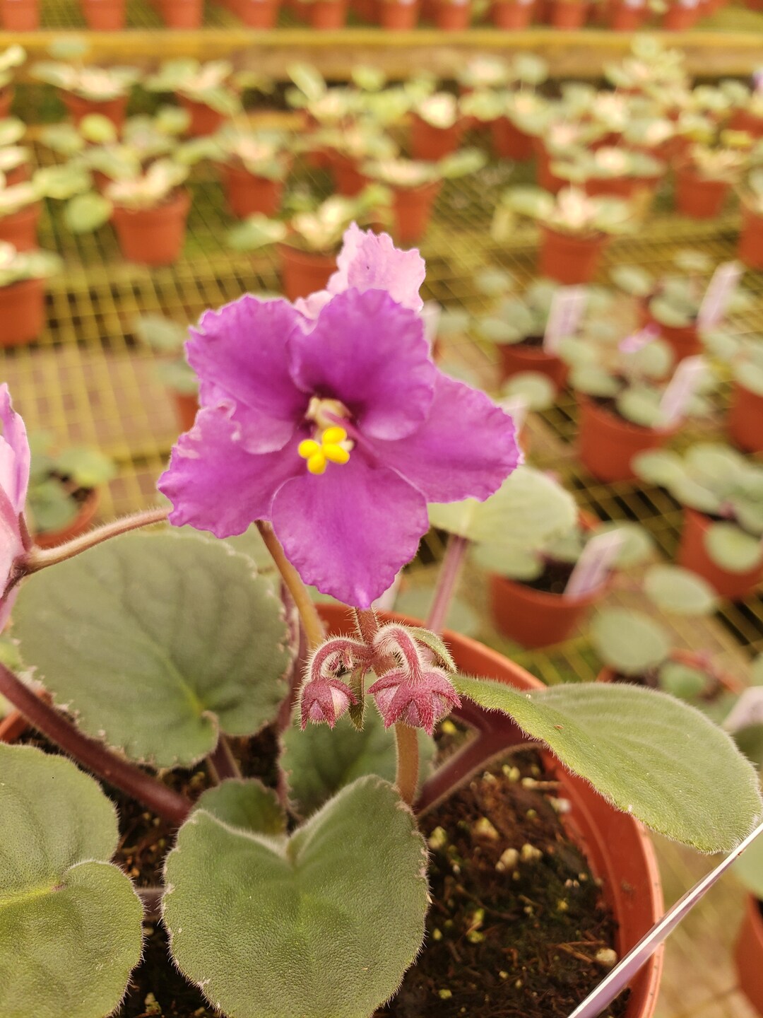 Buckeye Country Gal African Violet Live Plant, Young Starter in a 4 ...