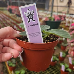 LE Aisedora African Violet Live Plant, Young Pre-finished Starter in a ...