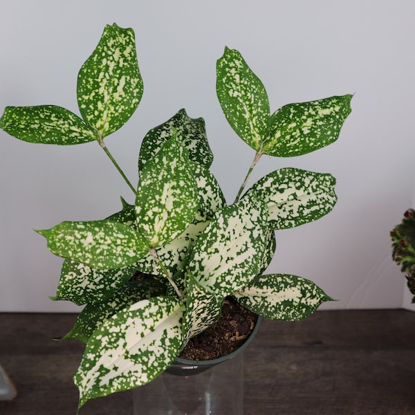 Spotted Cast Iron Plant - Etsy