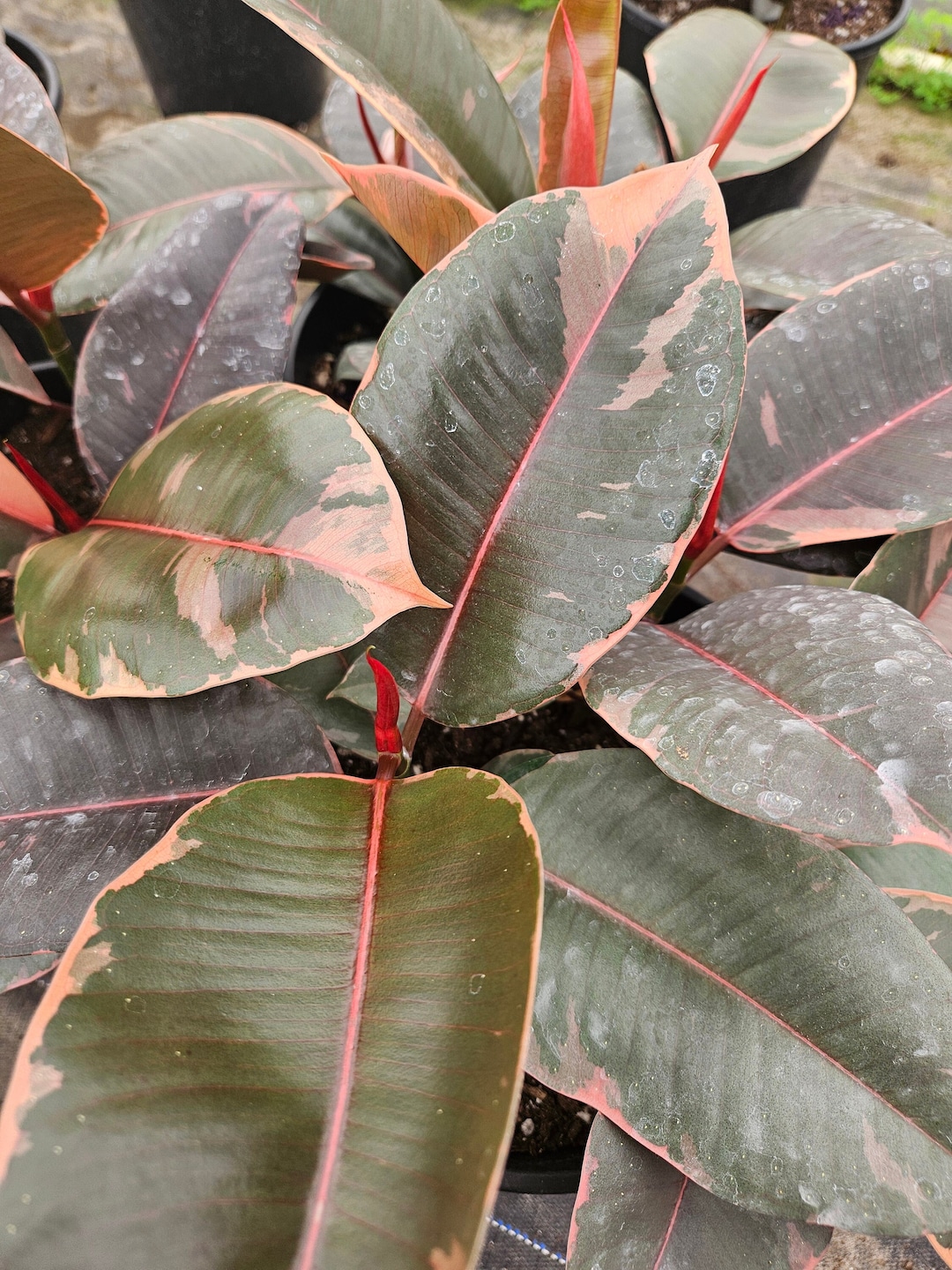Ficus Elastica Ruby Live Plant in a 4" Pot, Pink Variegated Ficus | 2 ...