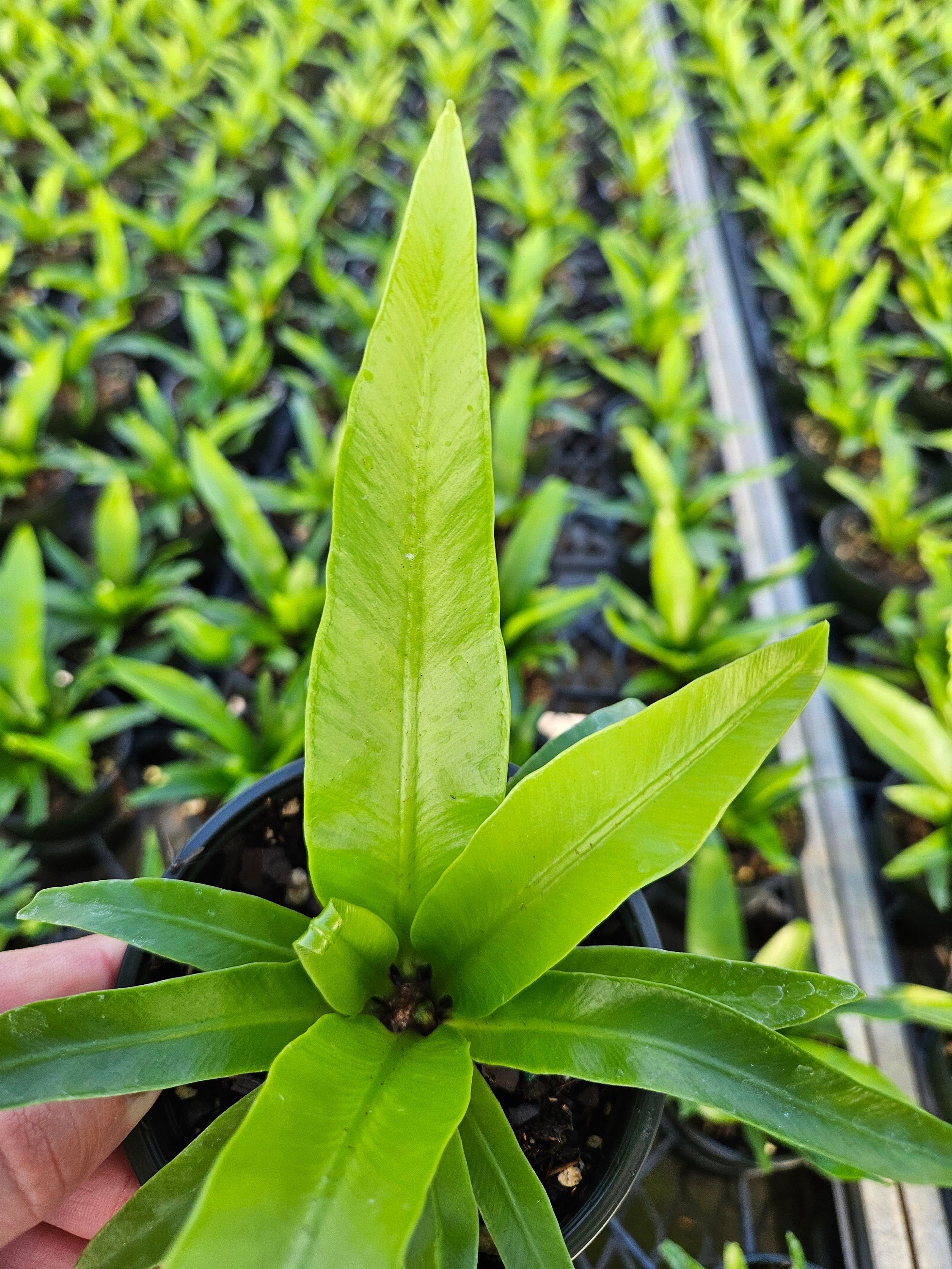 Bird’s Nest Fern ‘crissie’ Live Plant in 4" Pot | Crested Asplenium ...