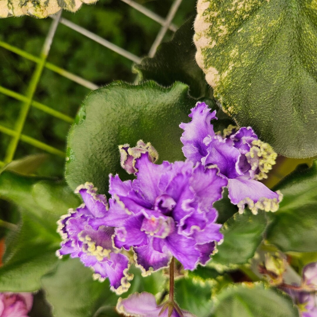 Buckeye Party Streamer African Violet Live Plant Young - Etsy