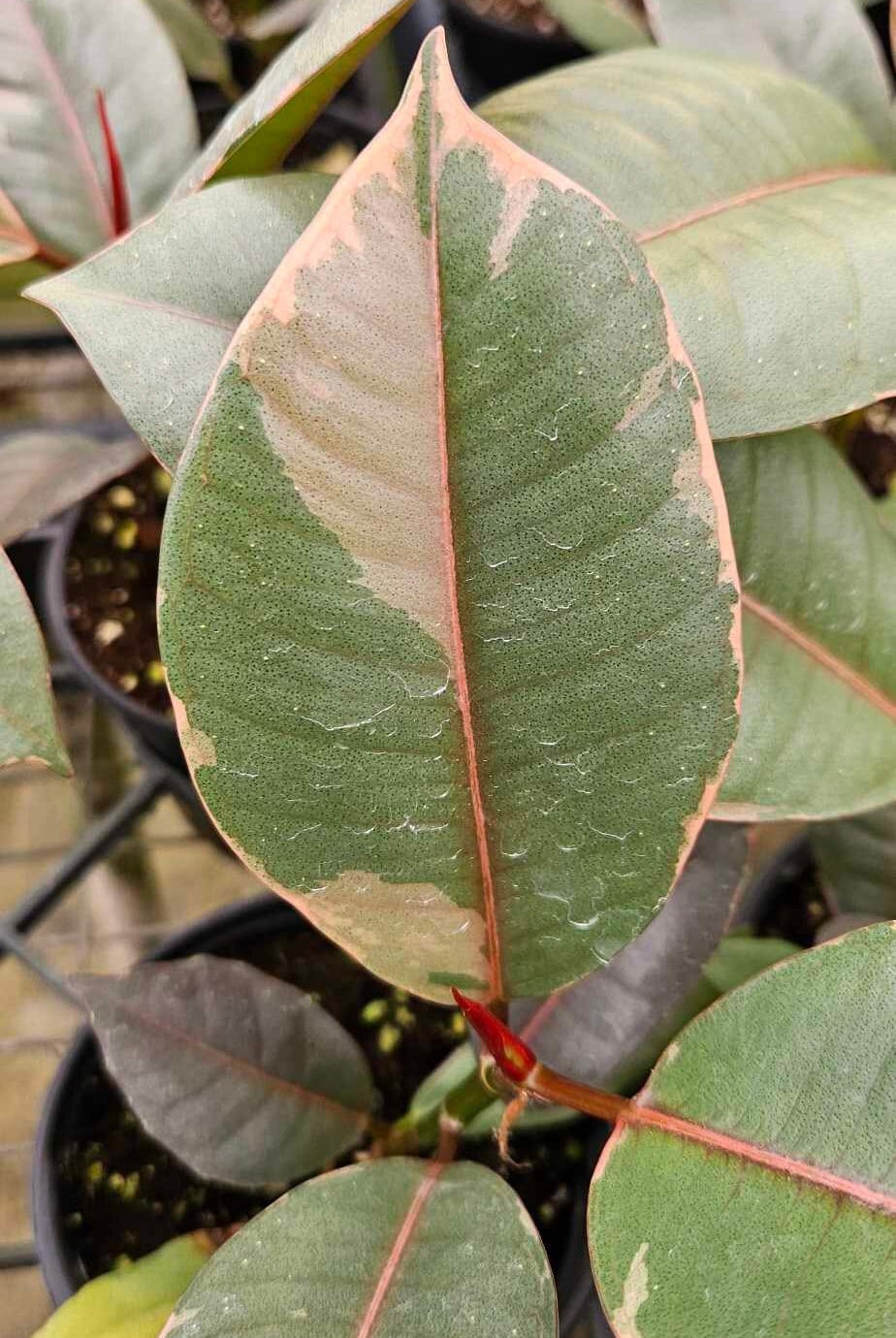 Ficus Elastica Ruby Live Plant in a 4" Pot, Pink Variegated Ficus | 2 ...