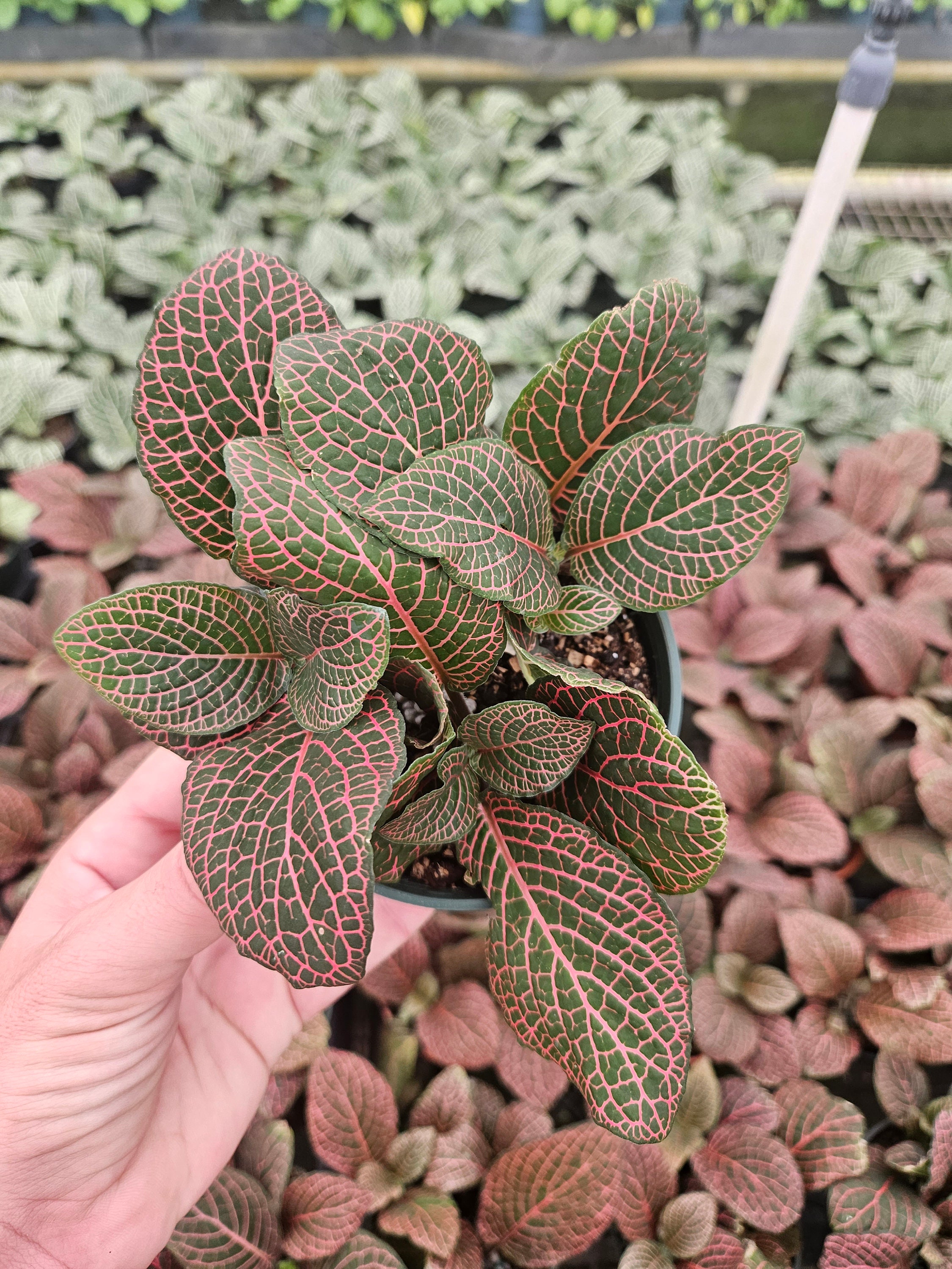 Fittonia Nerve Plant, Red, Pink or White Nerve Plant| 2 Plants Required ...