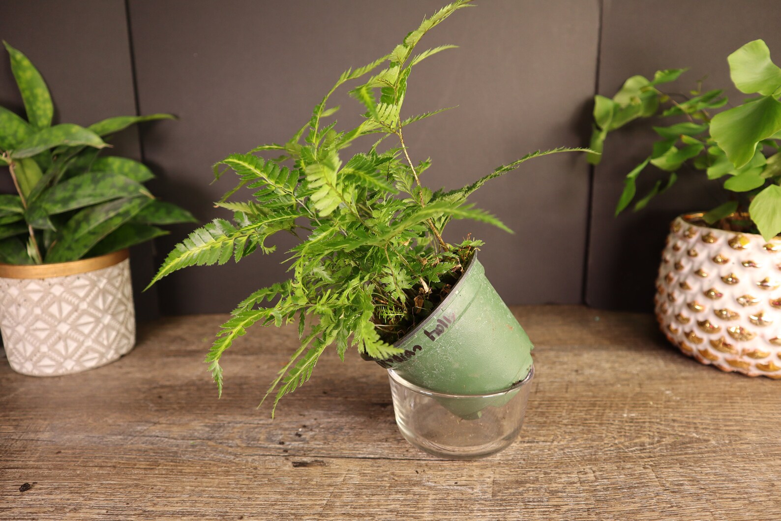 East Indian Holly Fern Plant Variegated Live Plant, Arachniodes ...