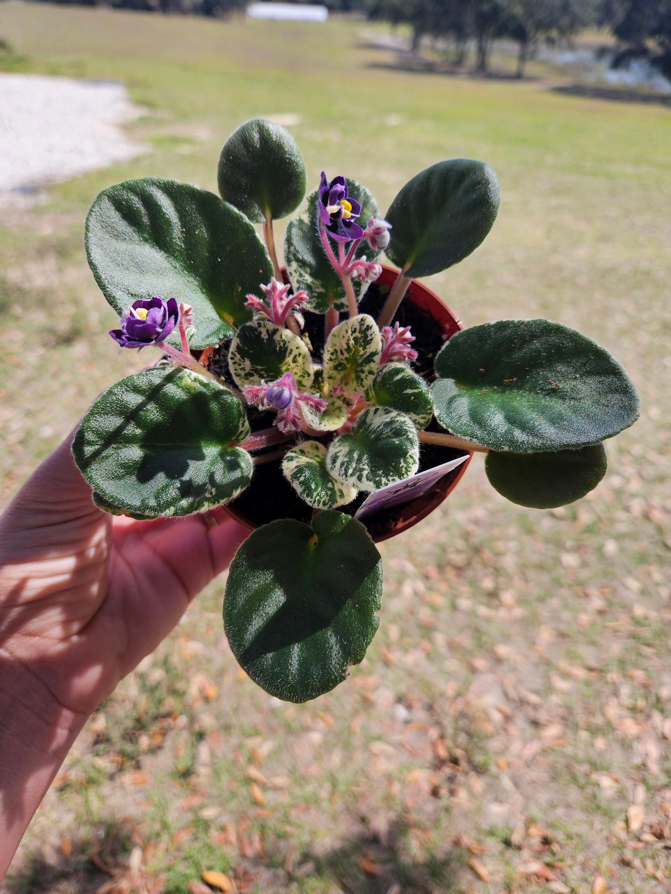 Buckeye Easy Lovin' African Violet Live Plant, Young Starter in a 4 ...