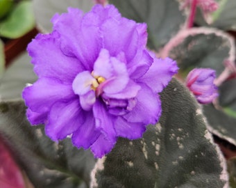 Harmony's Mustang Sally African Violet Live Plant, Young Starter in a 4 ...