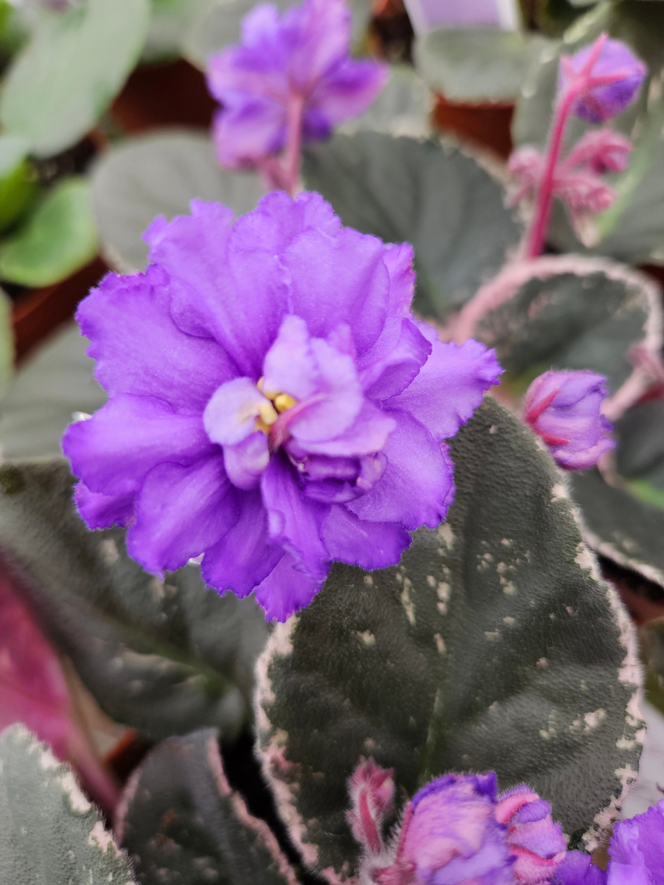 Blue African Violets