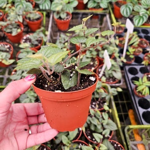 Piper Silver Fleck Plant: Live Spotted Green Leaves - 4" Pot | 2 Plants ...