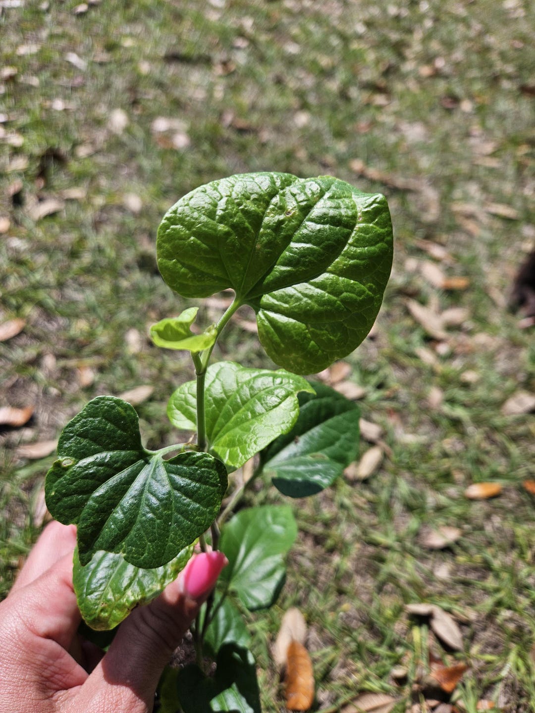Long Pepper Plant (piper Longum) - Live Plant in 4" Pot | 2 Plants ...