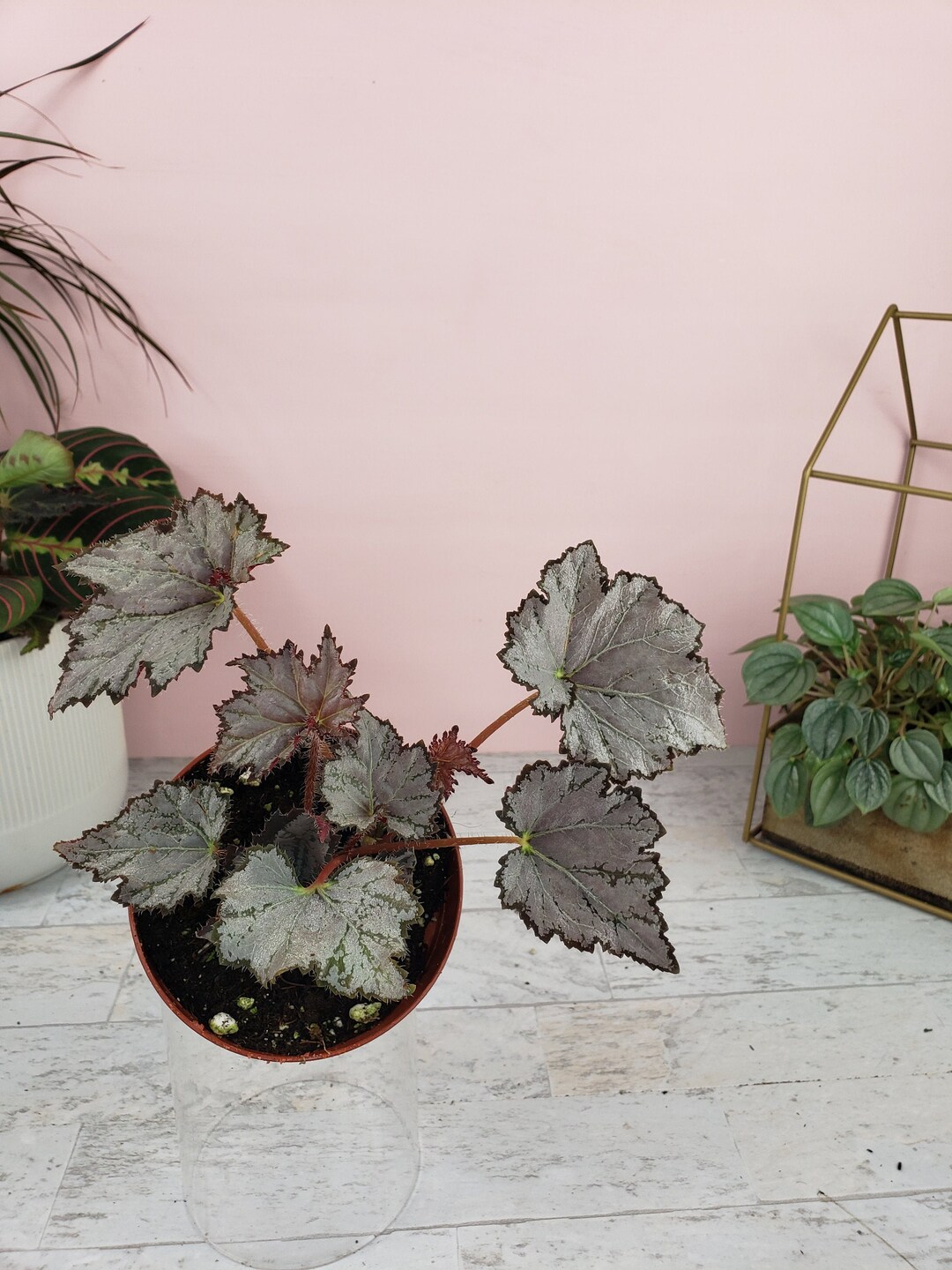 Sierra Mist Begonia Live Plant | Young Prefinished Starter Plug in a 4 ...