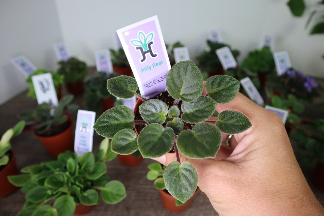 Jolly Dear Mini African Violet Live Plant in a 2" Pot, Semi Miniature ...