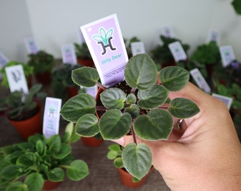 Birth of Galaxy African Violet Live Plant Young Starter in a - Etsy