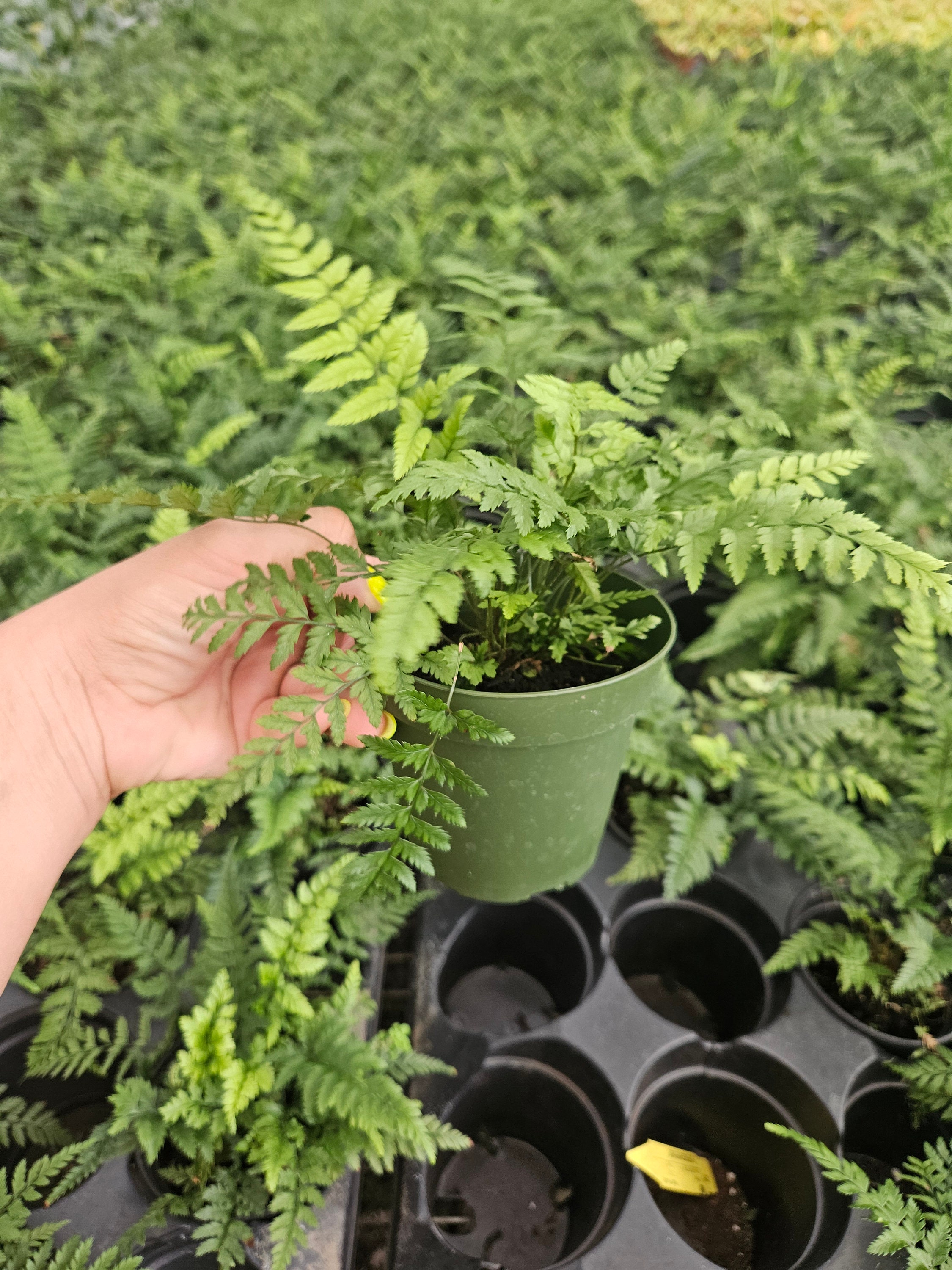 Fern Plant, Rabbit's Foot Fern in a 4" Pot Fuzzy Fern,furry Root Fern ...