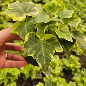 Golden Variegated English Ivy Live Plant in a 4" Pot | 2 Plants ...