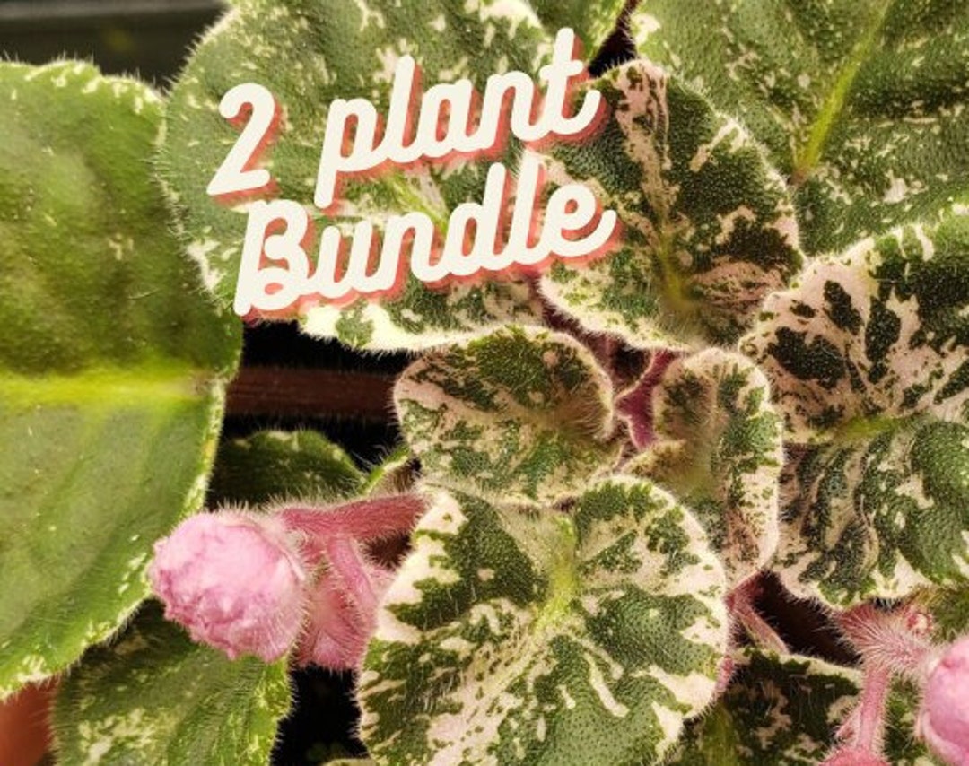 Variegated African Violet Plant Bundle, 2 Live African Violet Plants in ...