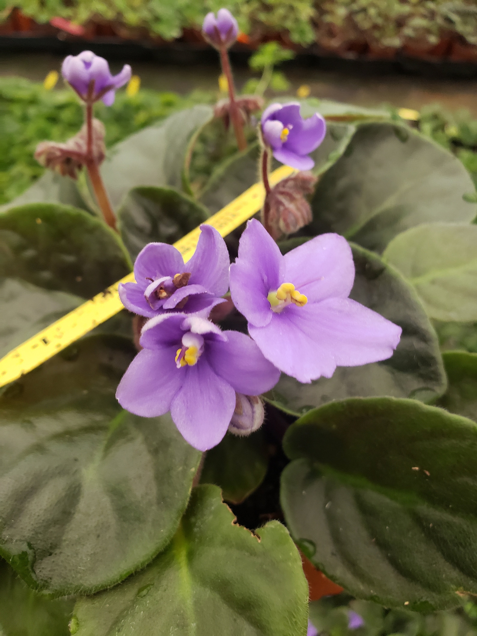 Currently Blooming African Violet Live Plant Flowering 4.5" Live ...