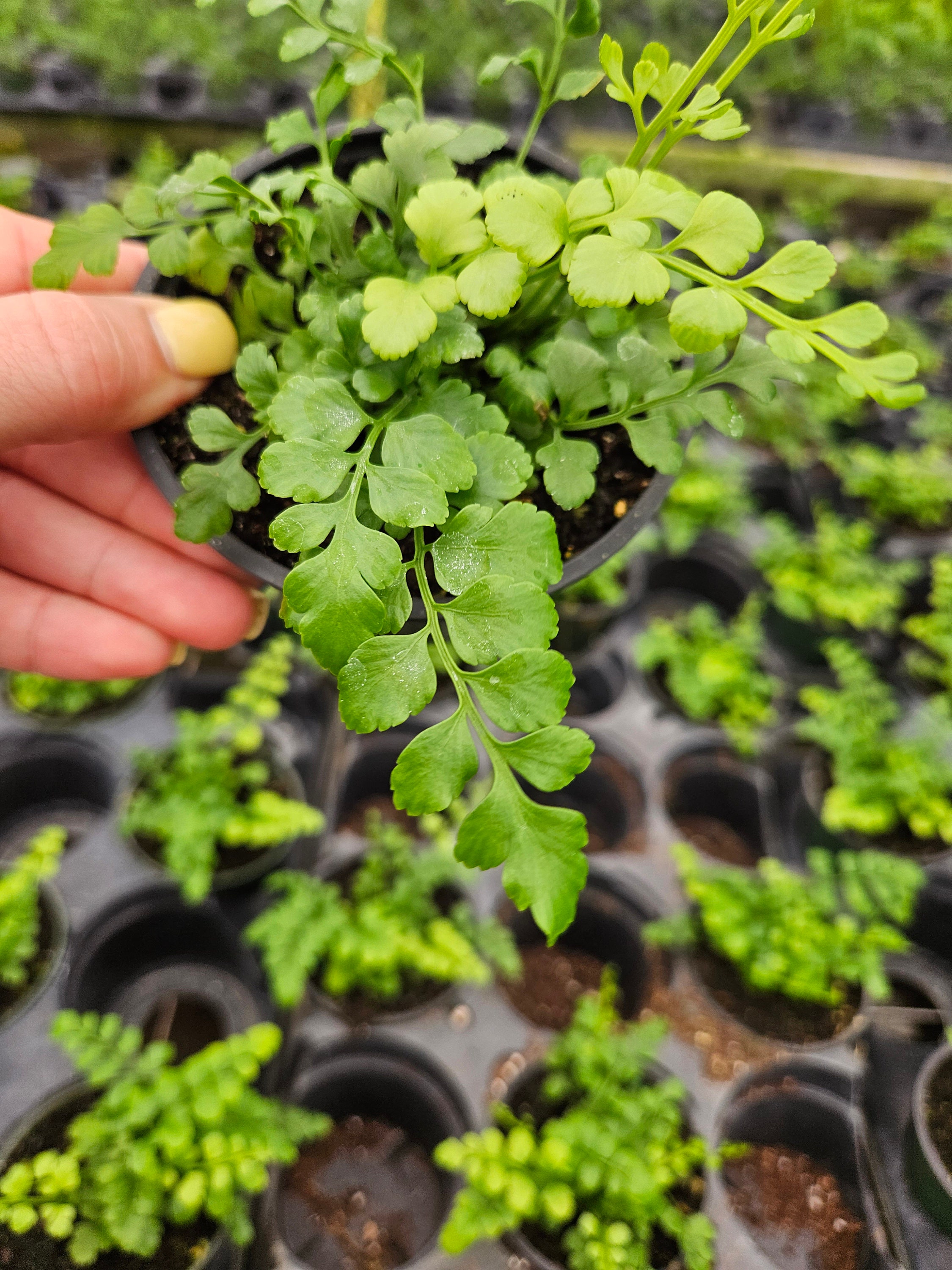 Fern Plant, Austral Gem Bird's Nest Fern Plant in a 4" Pot, Asplenium ...