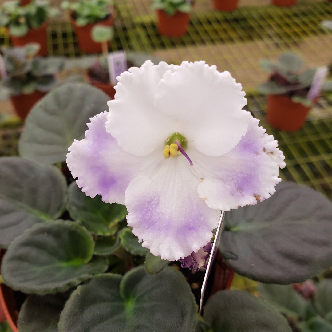 Snow Edelweiss African Violet Live Plant, Young Starter in a 4" Pot ...