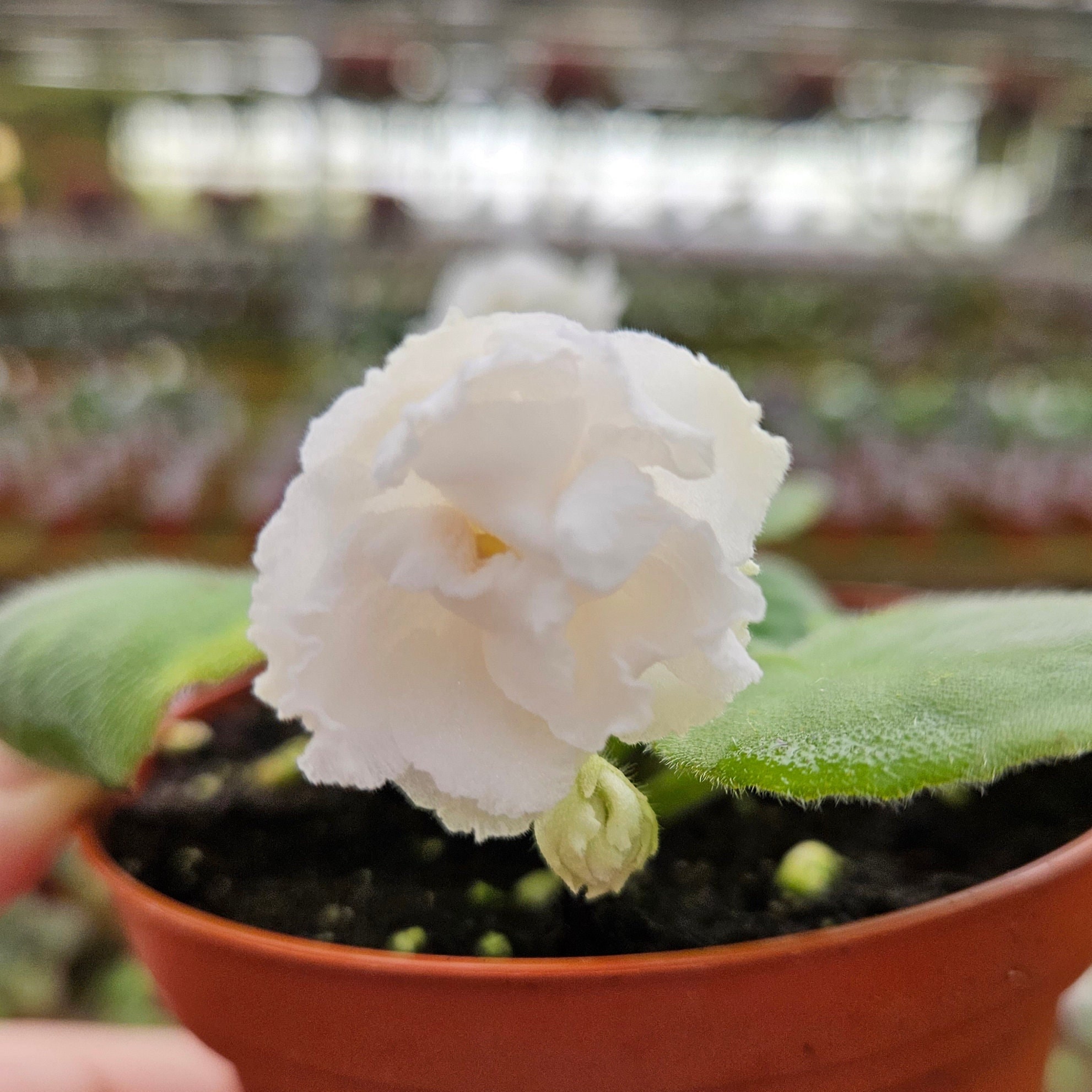 White African Violets