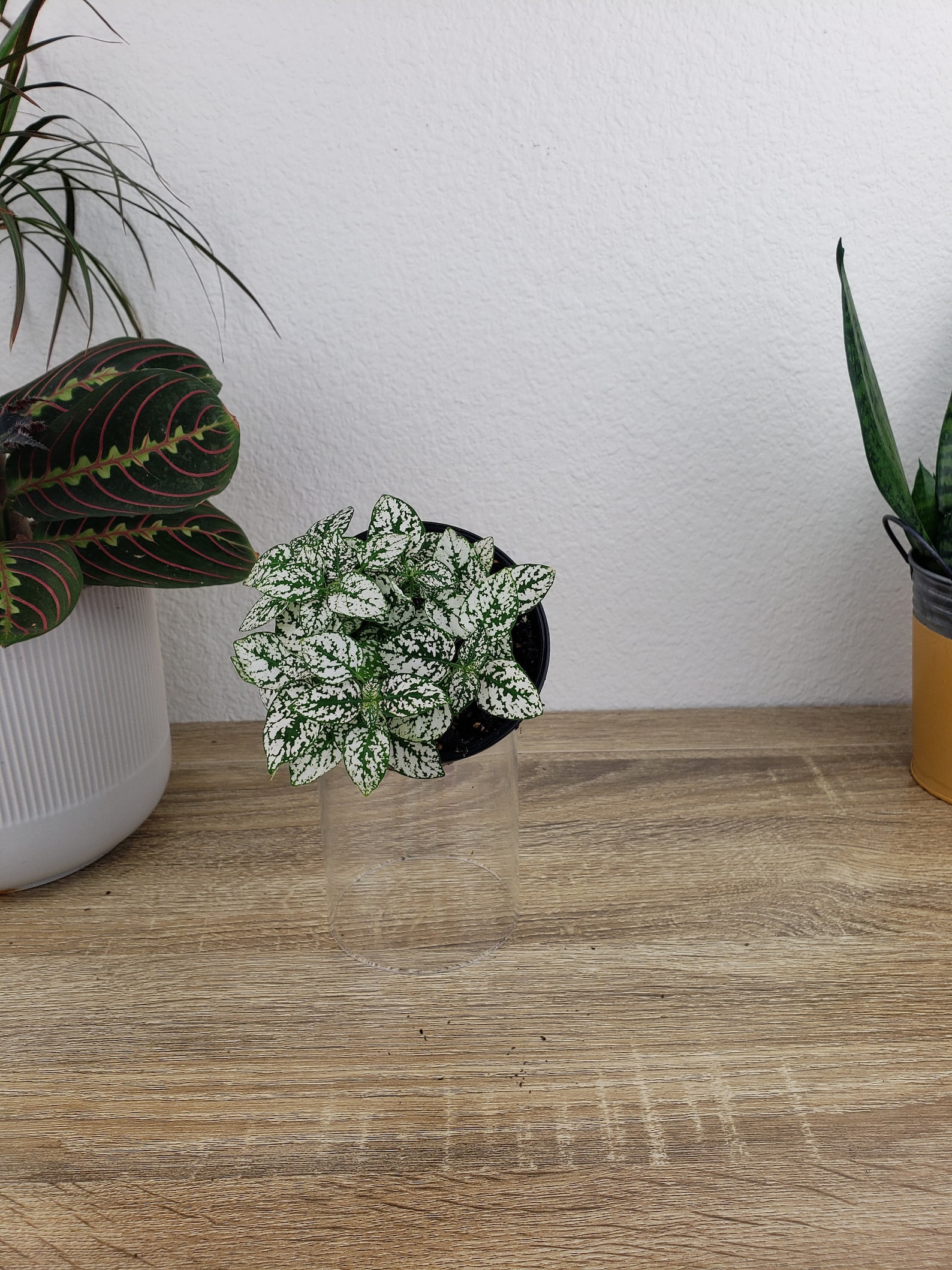 LIVE Polka Dot Plant, Splash Plant Hypoestes Mixed, Confetti Colorful 4 ...