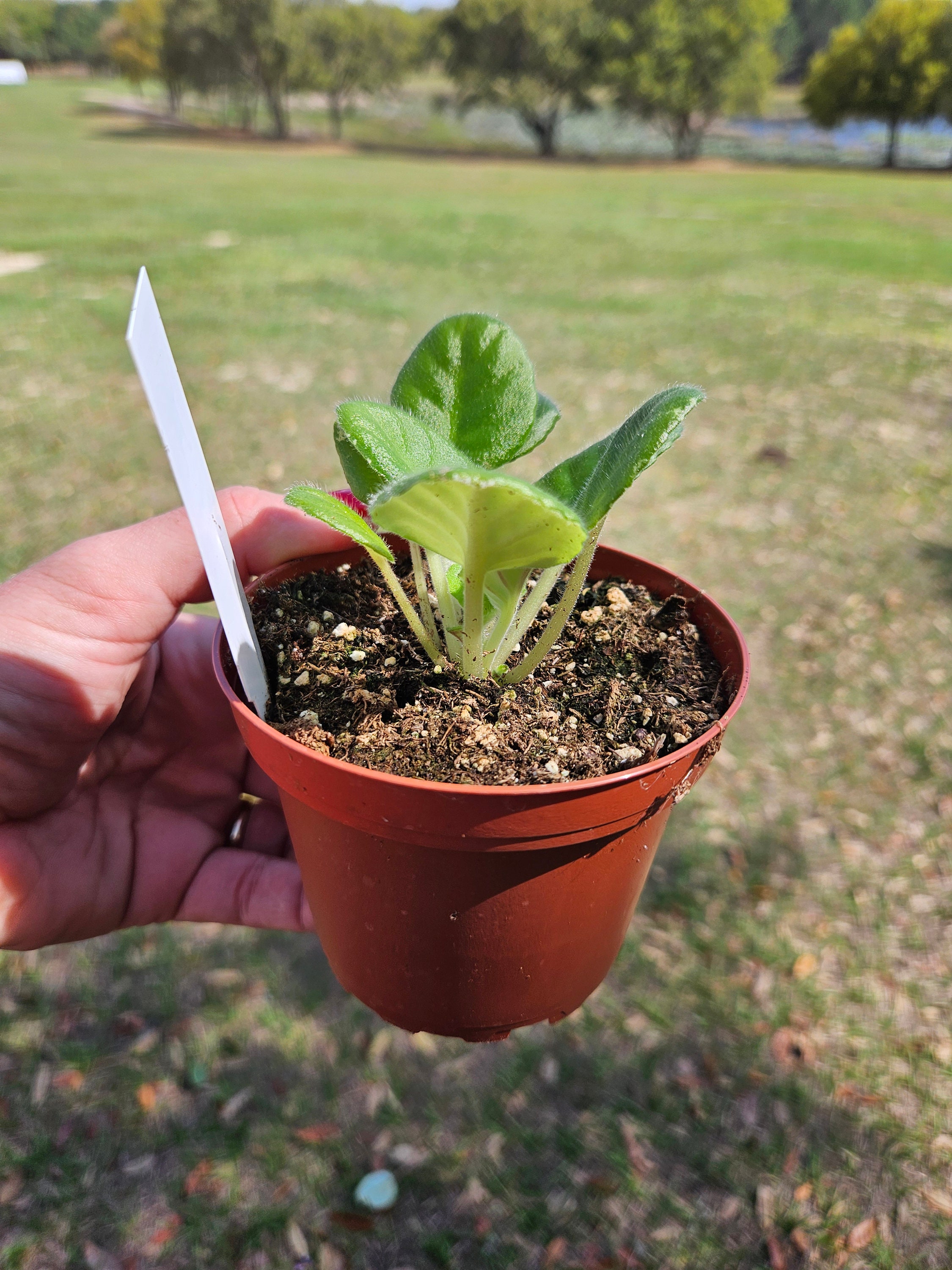 Cajun Popcorn African Violet Live Plant, Young Pre-finished Starter in ...