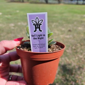 Vat Light in the Night African Violet Live Plant, Young Pre-finished ...