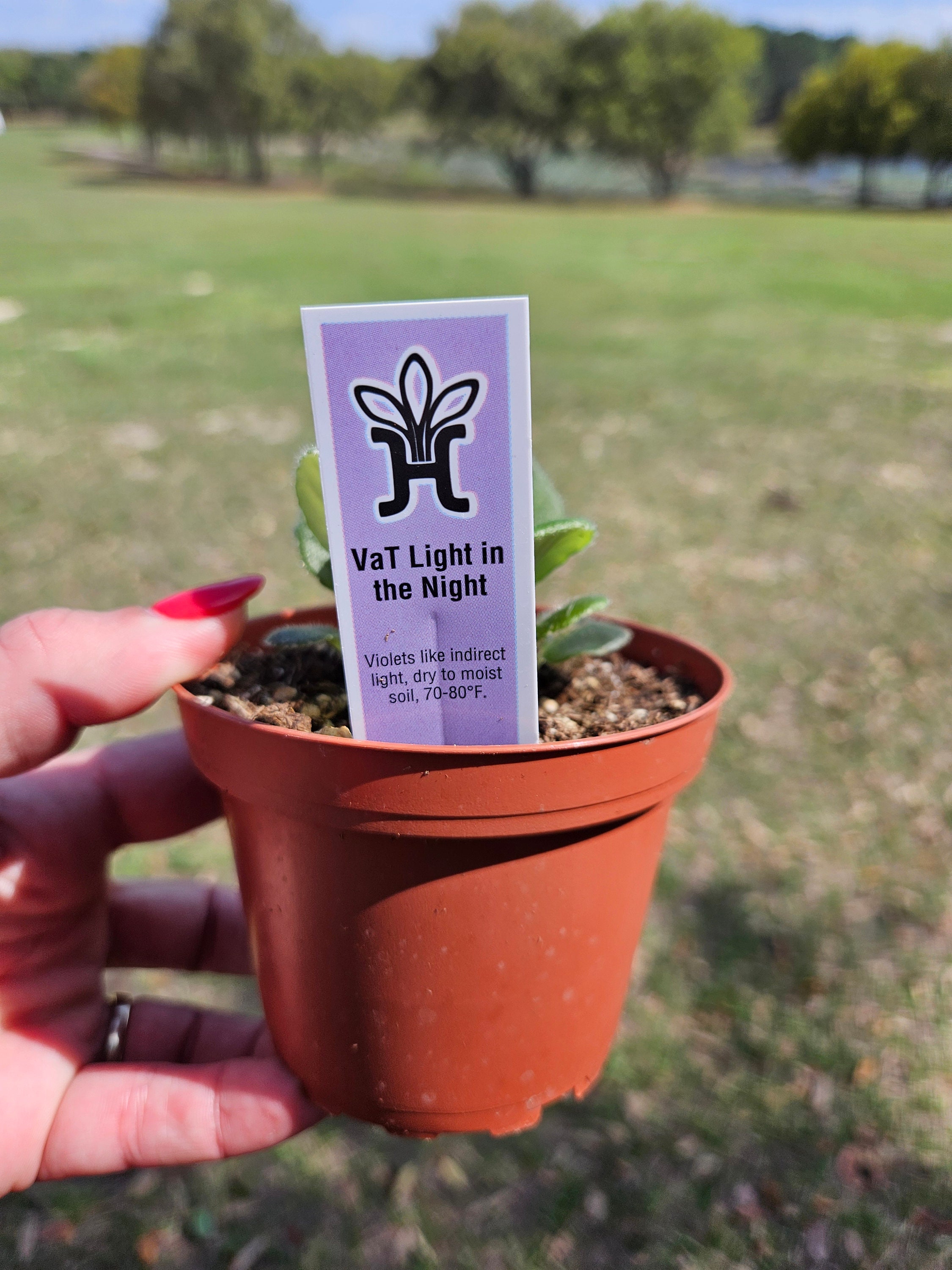 Vat Light in the Night African Violet Live Plant, Young Pre-finished ...