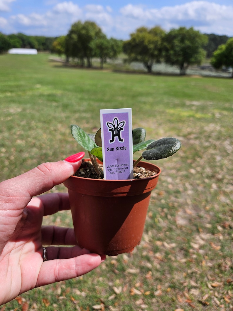 Sun Sizzle African Violet Live Plant, Young Pre-finished Starter in a 4 ...
