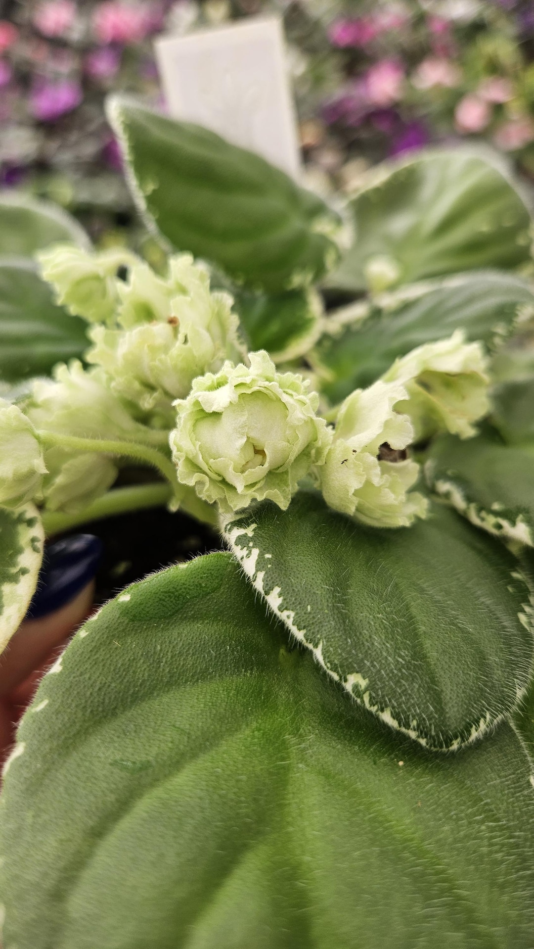 LE Beryl Frost African Violet Plant Young Starter in a 4" Pot | Plant ...