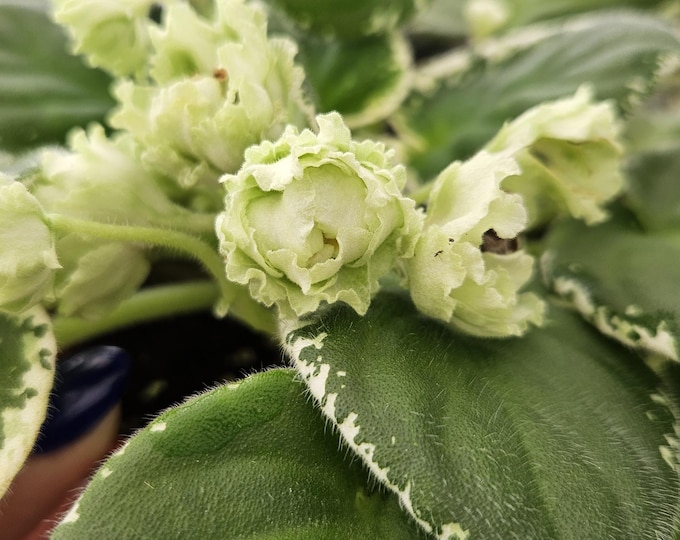 LE Beryl Frost African Violet Plant Young Starter in a 4" Pot | Plant ...