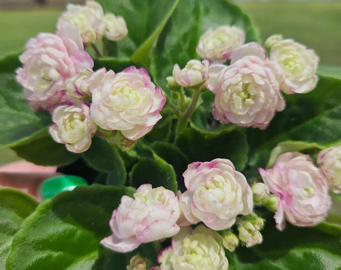 Currently Blooming African Violet Live Plant in a 4" Pot | Blush ...