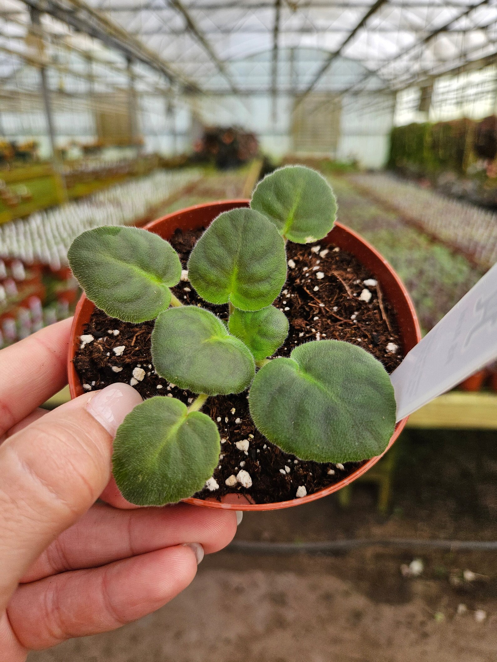 RS Ariel African Violet Live Plant, Young Starter in a 4" Pot | Plant ...
