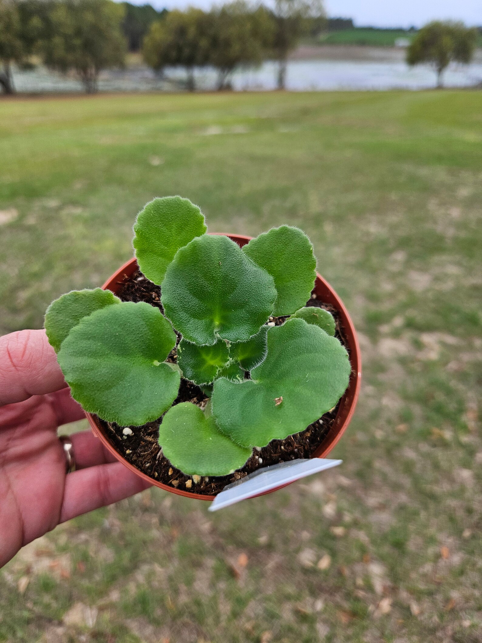 Cajuns Two to Tango African Violet Live Plant, Young Pre-finished ...
