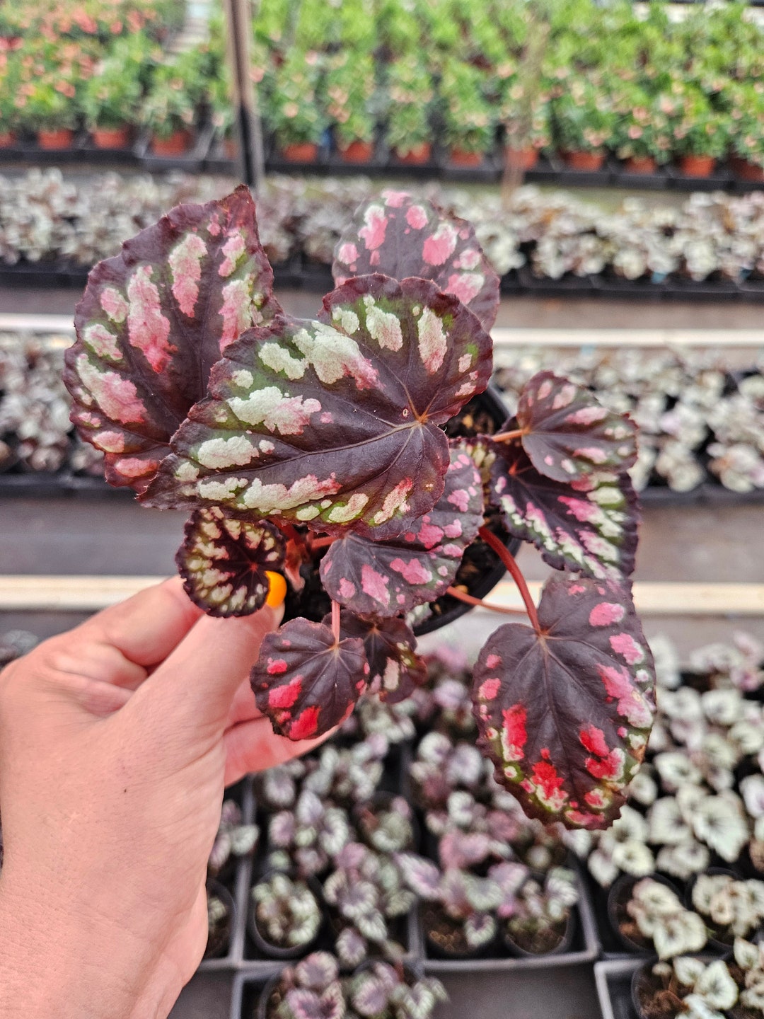 Etna Rex Begonia Plant in a 5" Pot, Red Houseplant | Must Order 2 ...