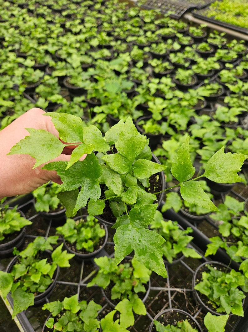 Fern Plant, Nicholas Diamond Fern Plant, Phlebosia Nicolas Diamond Fern ...