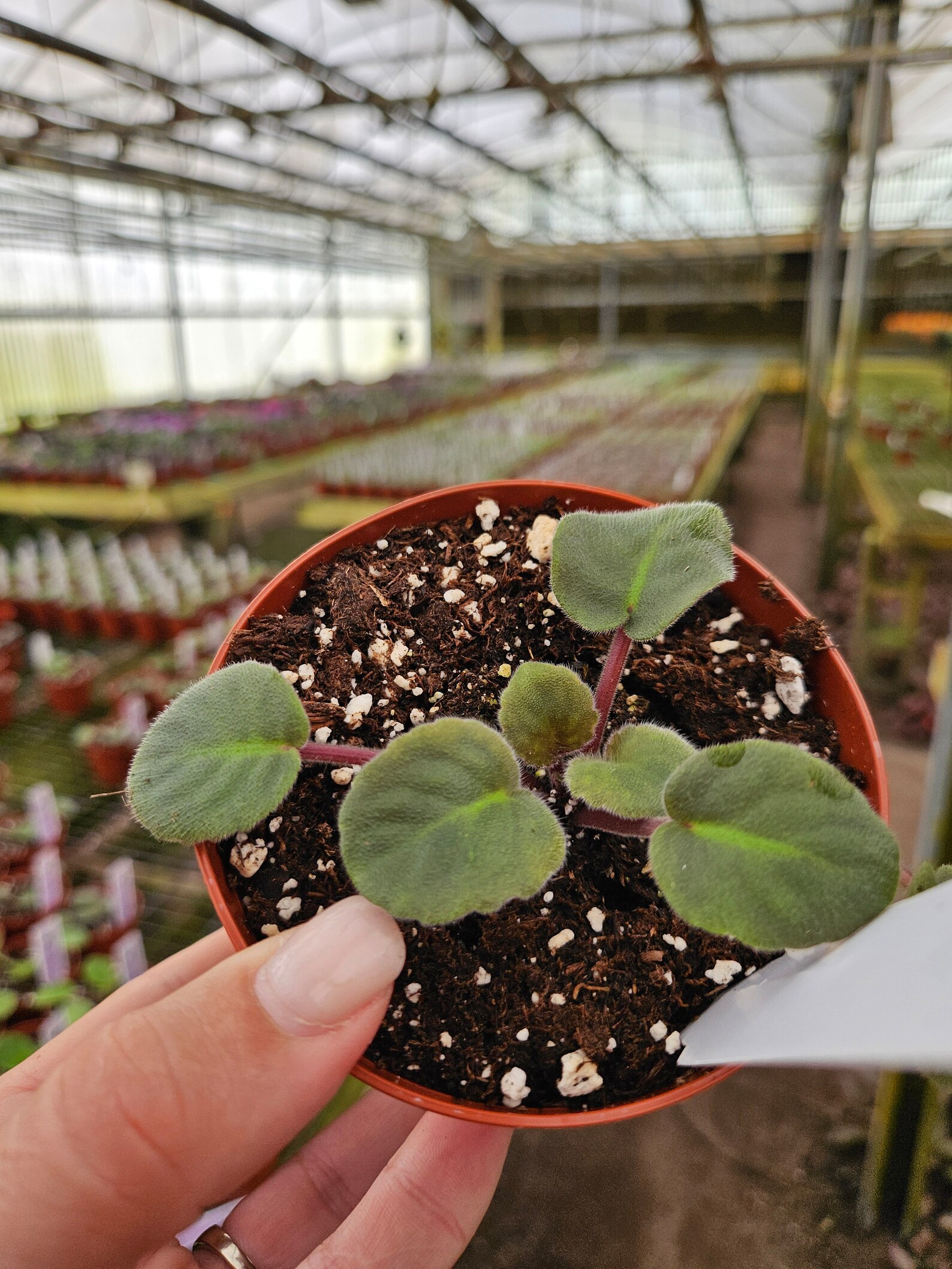 Sora Fuzzy Face African Violet Live Plant, Young Starter in a 4" Pot ...