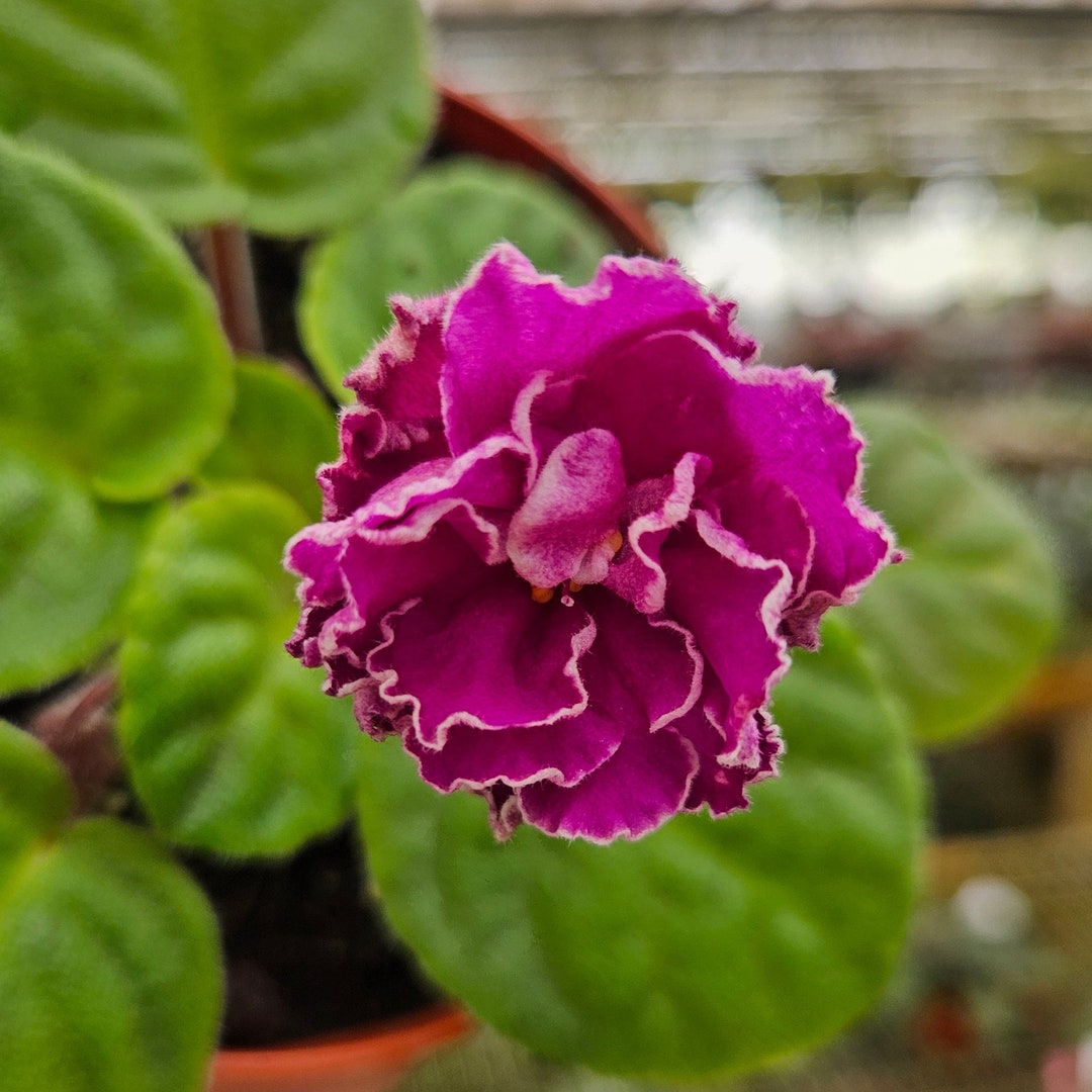Sun Sizzle African Violet Live Plant, Young Pre-finished Starter in a 4 ...