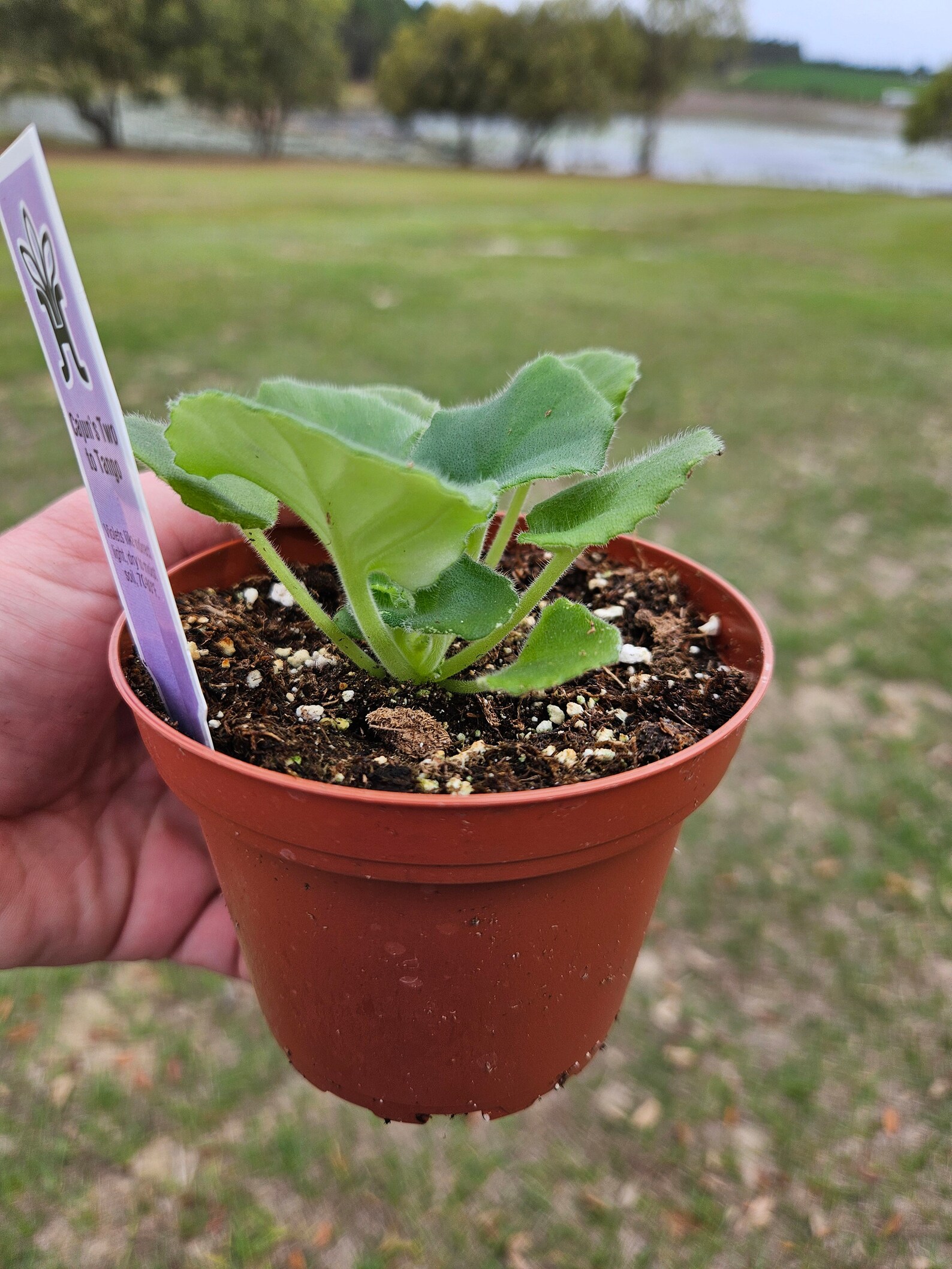 Cajuns Two to Tango African Violet Live Plant, Young Pre-finished ...