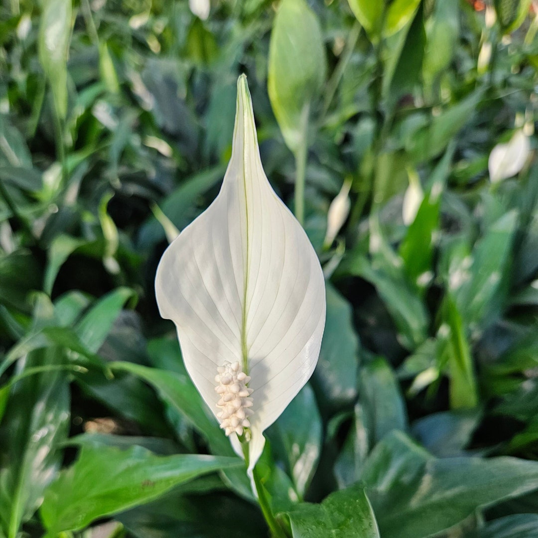Spath Plant, White Blooming Plant, Spathiphyllum Live Plant in a 4" Pot ...