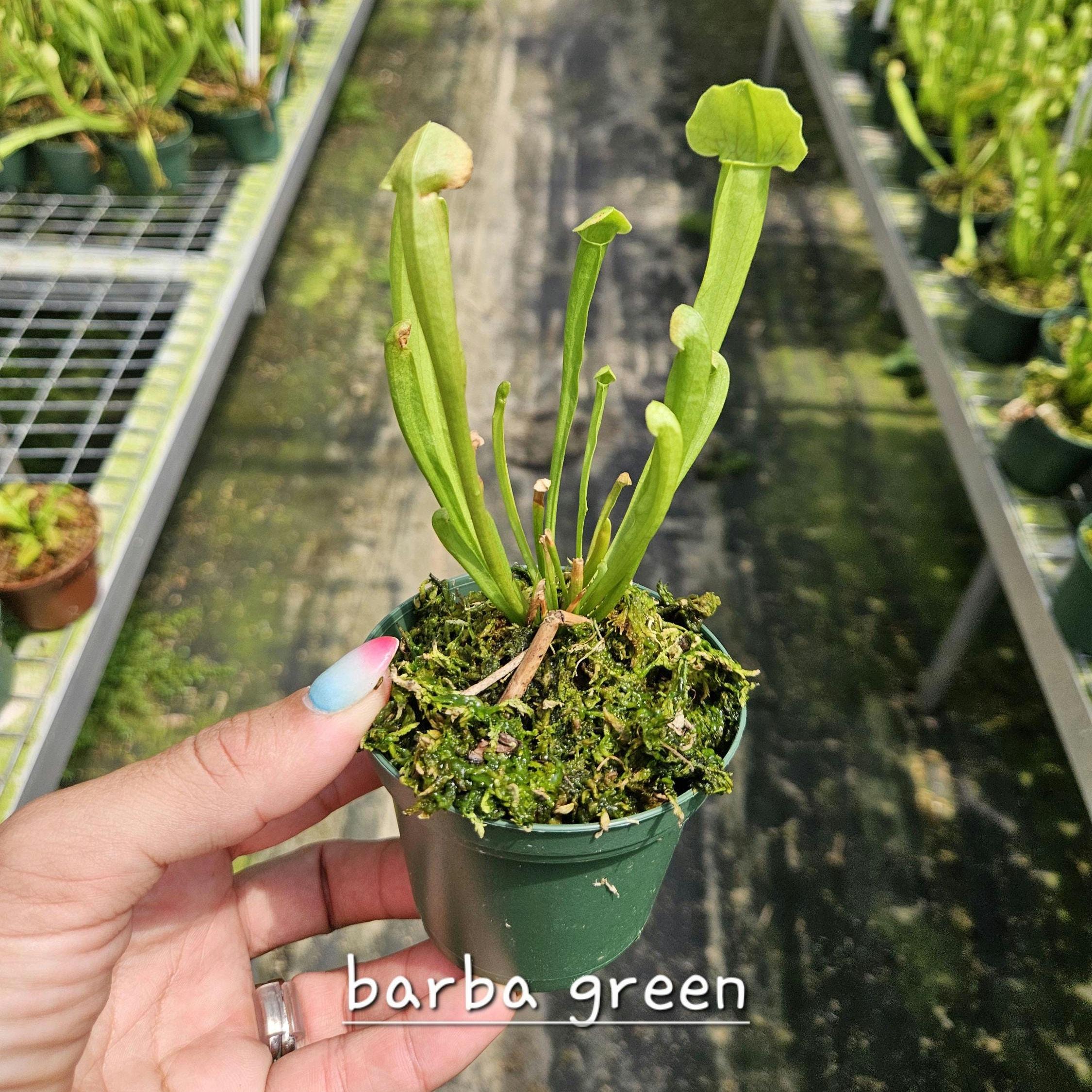 Carnivorous Plant Bundle: Pick Any Two Live Plants (3" Pots) - Etsy